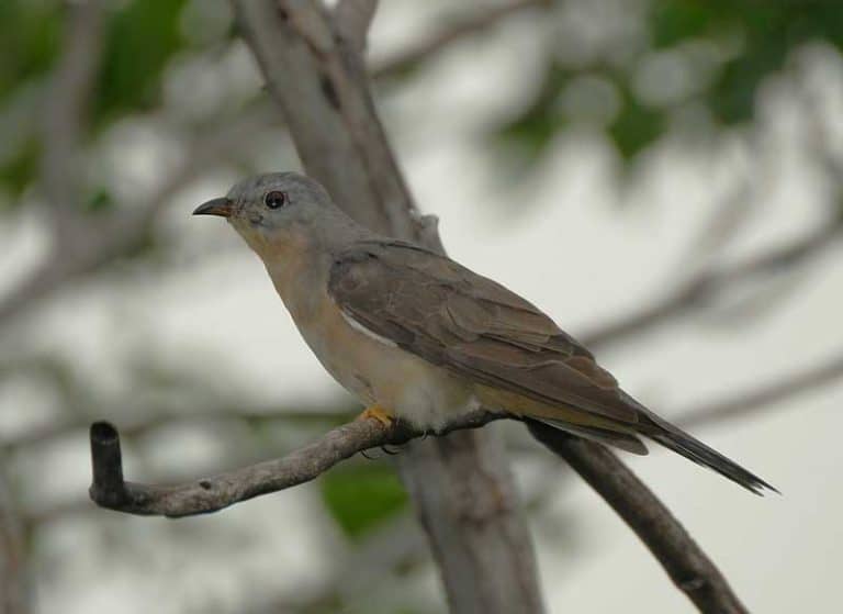 Burung Kedasih: Mitos, Ciri-ciri, Klasifikasi, Habitatnya