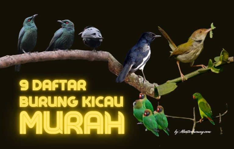 9 Daftar Jenis Burung Kicau Murah untuk Pemula