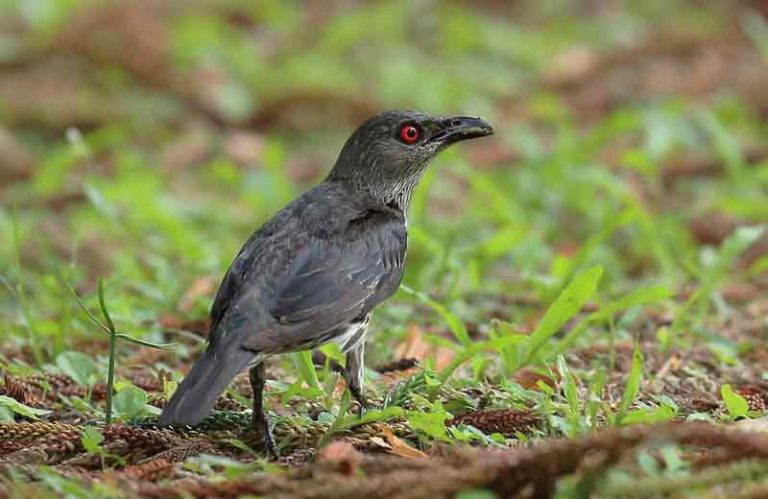 ️ Jenis-jenis Burung Beserta Nama dan Gambarnya Lengkap