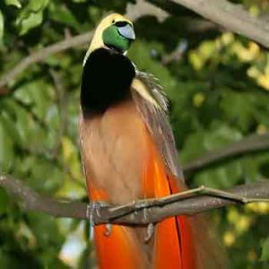 ️ Jenis-jenis Burung Beserta Nama dan Gambarnya Lengkap