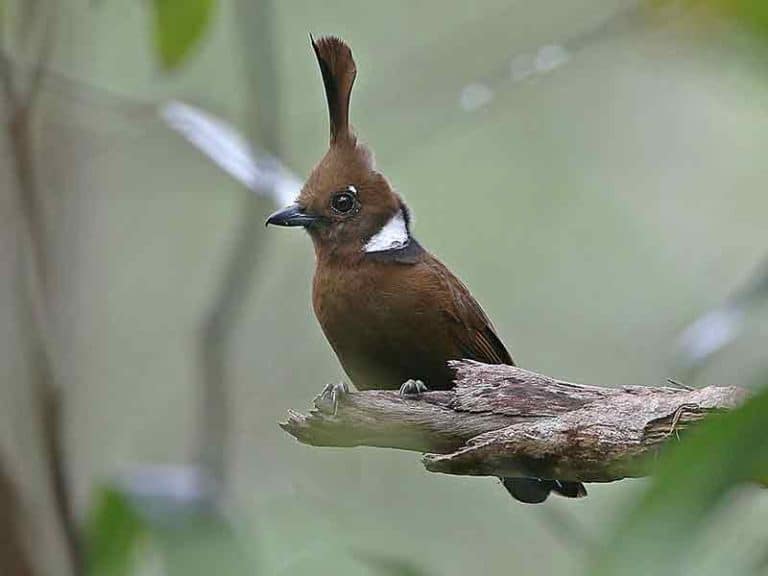 ️ Jenis-jenis Burung Beserta Nama dan Gambarnya Lengkap
