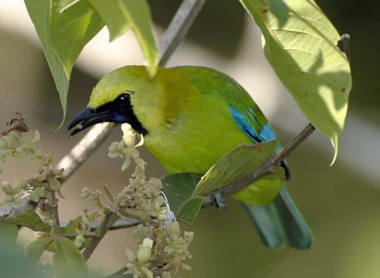 ️ Jenis-jenis Burung Beserta Nama dan Gambarnya Lengkap