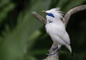 ️ Jenis-jenis Burung Beserta Nama dan Gambarnya Lengkap