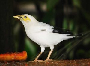 Burung Jalak: Jenis, Perawatan, Cara Membedakan Kelaminnya