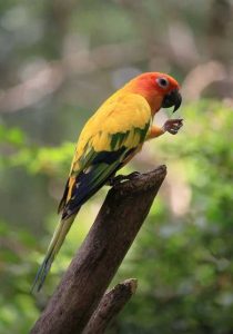 ️ Jenis-jenis Burung Beserta Nama dan Gambarnya Lengkap