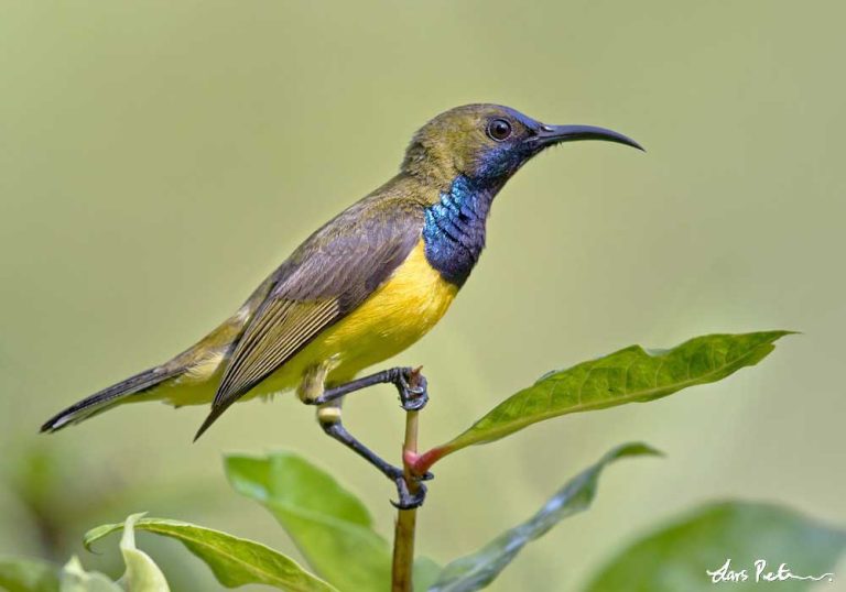 Burung Sogok Ontong: Habitat, Persebaran, Perawatan, dan Harga