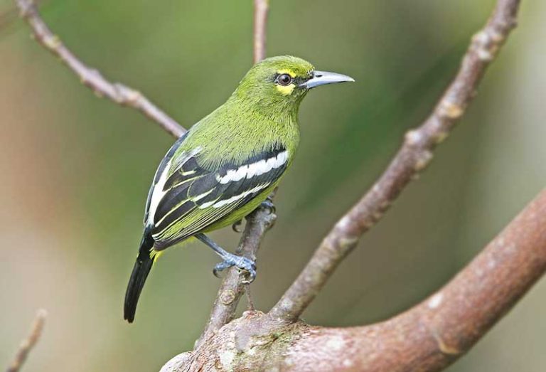 ️ Jenis-jenis Burung Beserta Nama dan Gambarnya Lengkap