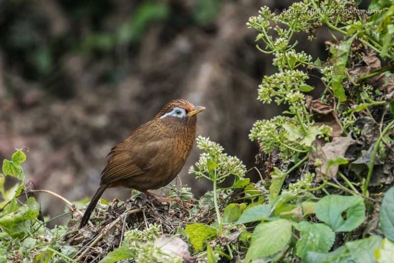 ️ Jenis-jenis Burung Beserta Nama dan Gambarnya Lengkap