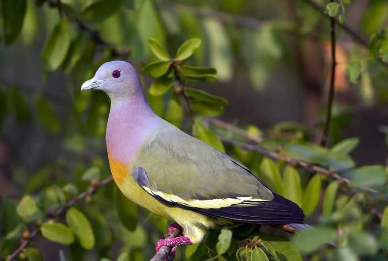 Jenis Burung Punai (Makanan dan Harganya)