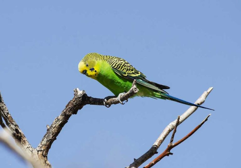 Burung Parkit: Jenis, Habitat, Makanan, dan Perawatan