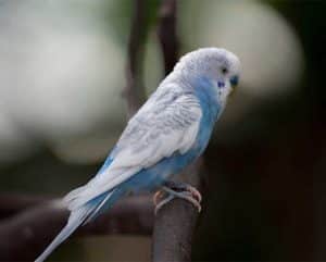 Burung Parkit: Jenis, Habitat, Makanan, dan Perawatan
